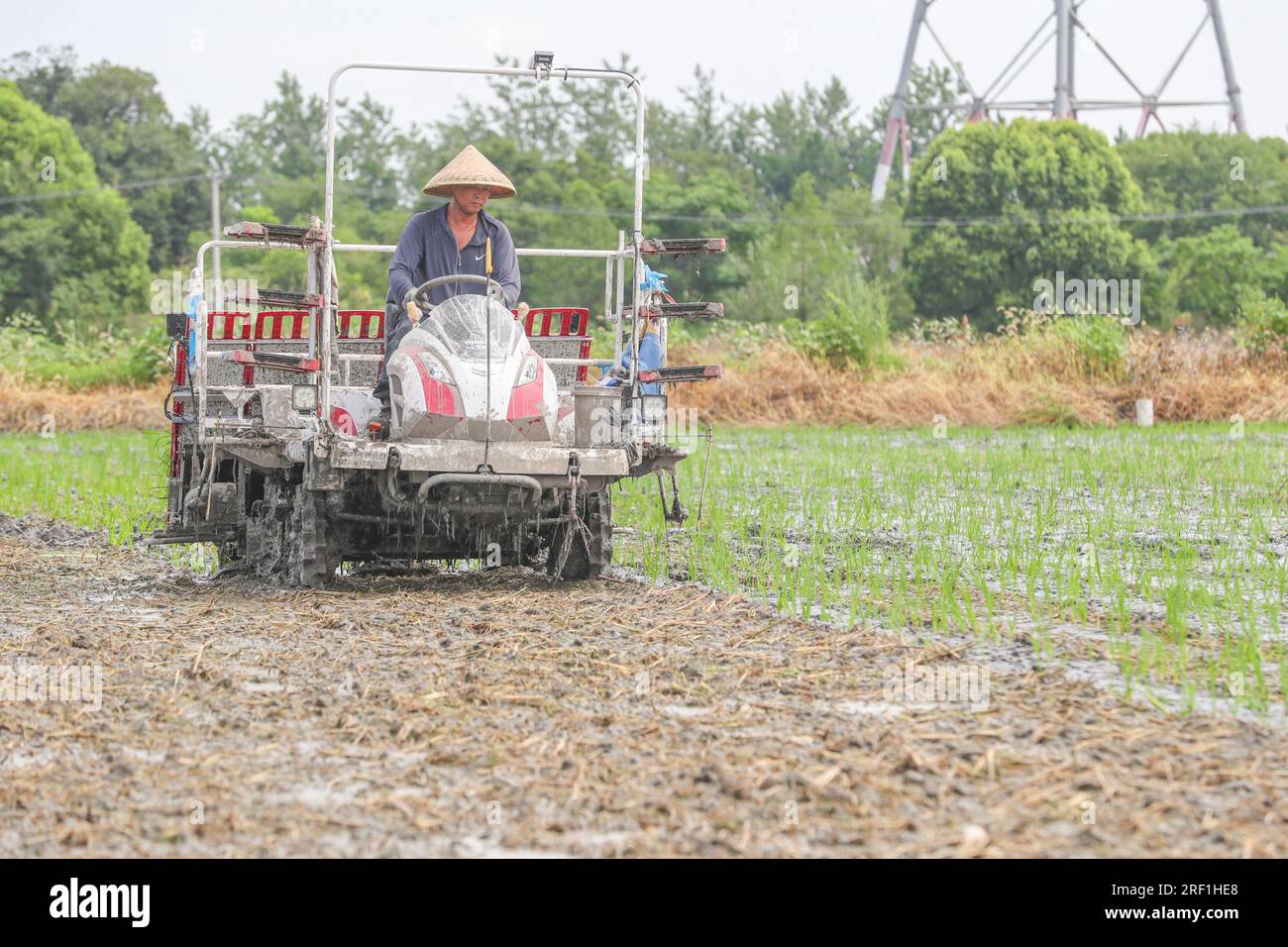 Transplanter plant rice hi-res stock photography and images - Alamy
