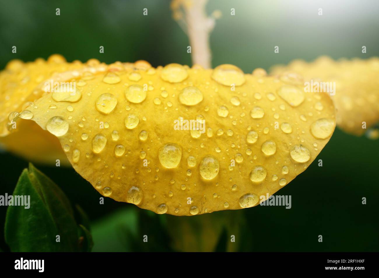 Rain Water droplets on Yellow flower for Nature Background Stock Photo ...