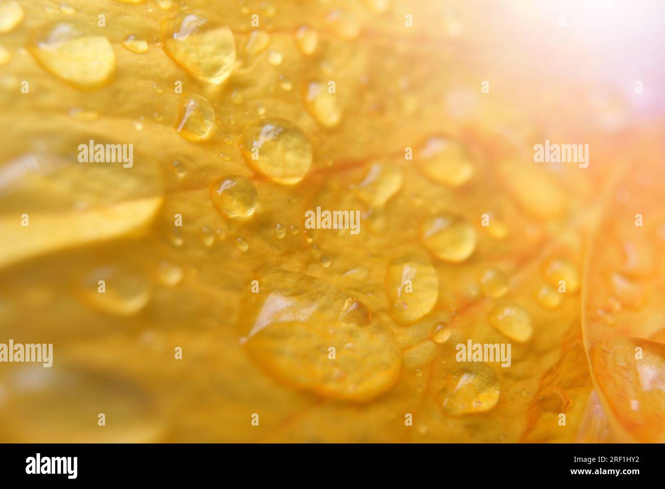 Rain Water droplets on Yellow flower for Nature Background Stock Photo ...