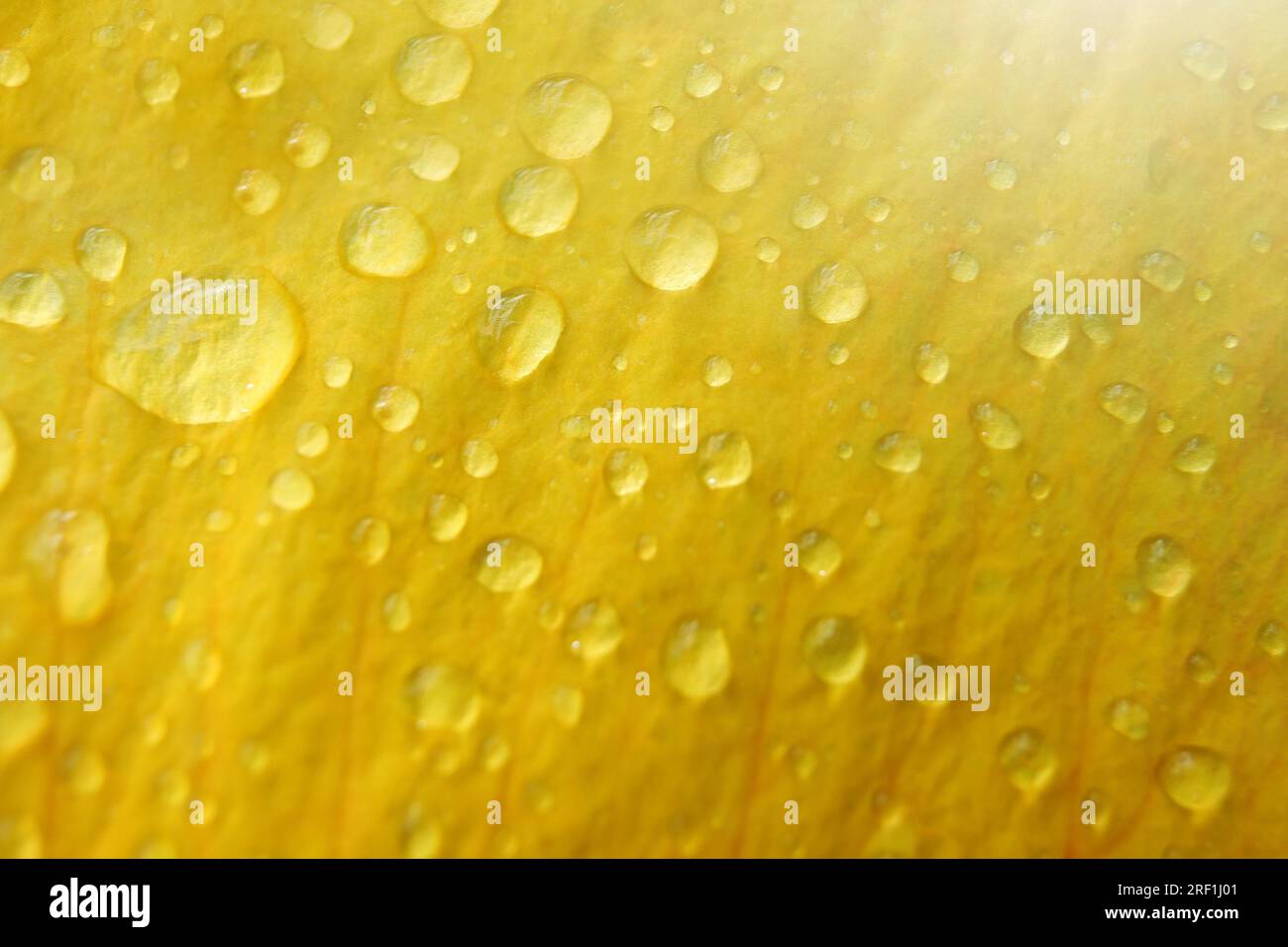 Rain Water droplets on Yellow flower for Nature Background Stock Photo ...