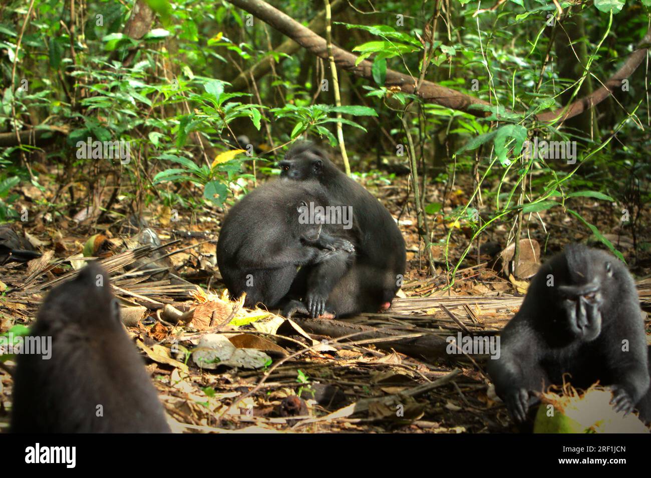 Primate changing behavior hi-res stock photography and images - Alamy