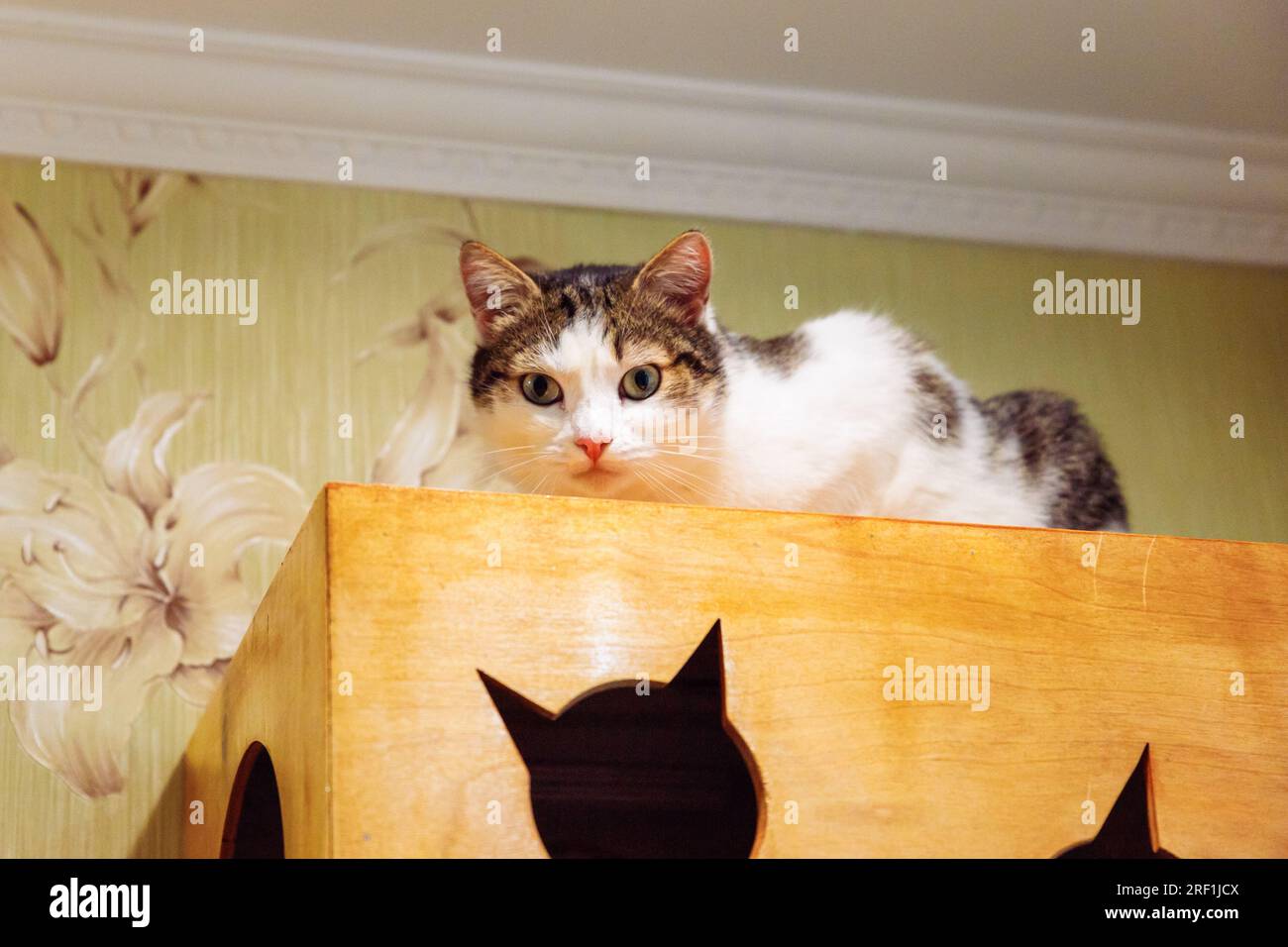 white gray cat look at camera, lie on wooden cat house under ceiling ...