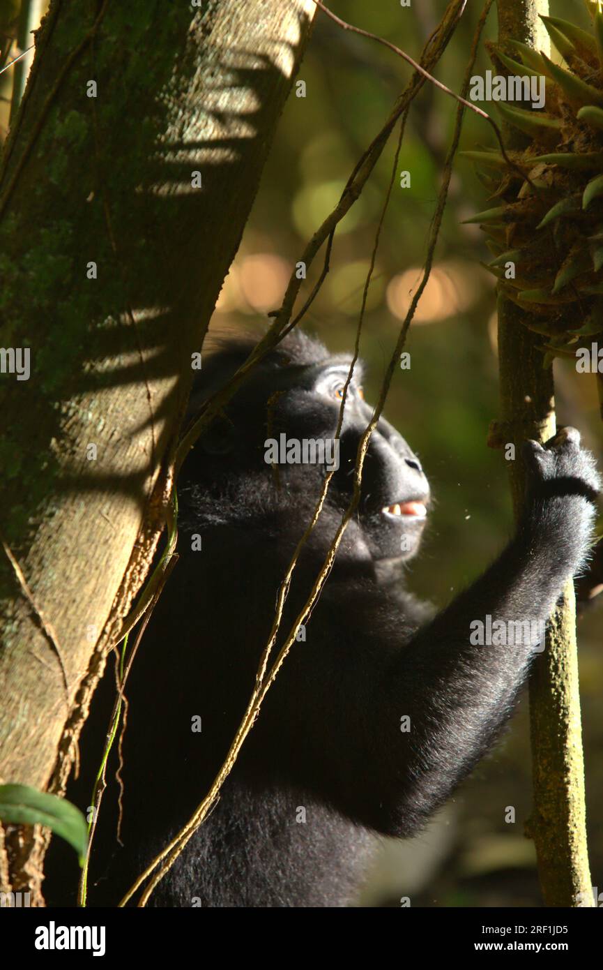 Primate fruit availability hi-res stock photography and images - Alamy