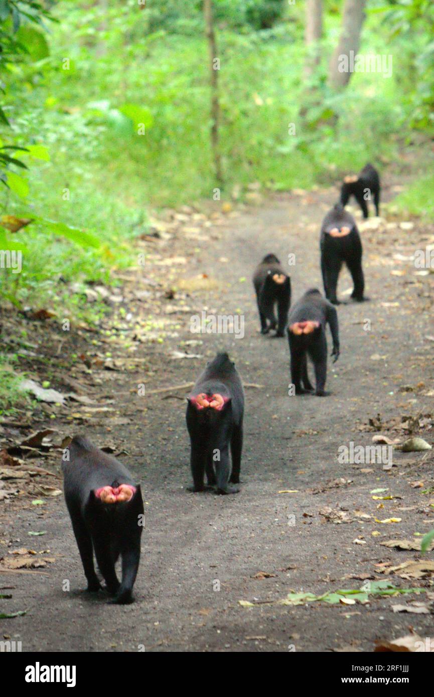 A troop of Celebes black-crested macaques (Macaca nigra) walk on a road ...