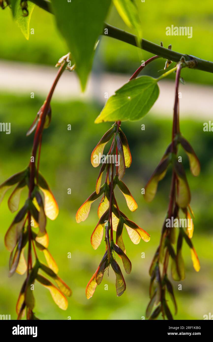 Winged seed pods hi-res stock photography and images - Alamy