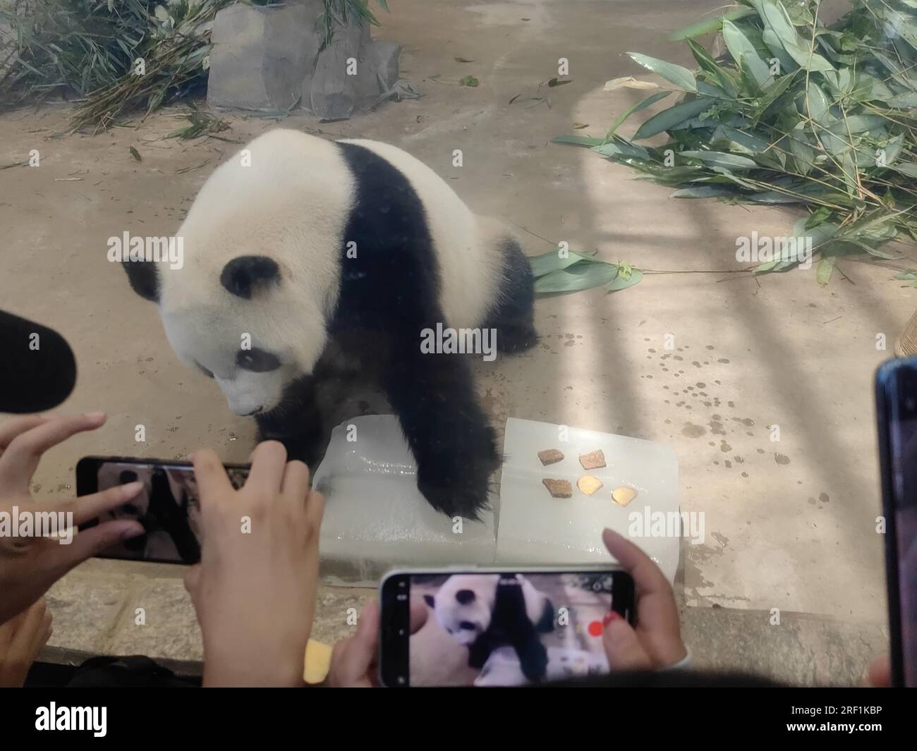 Giant pandas enjoy food in an air-conditioned room at Chengdu Research ...