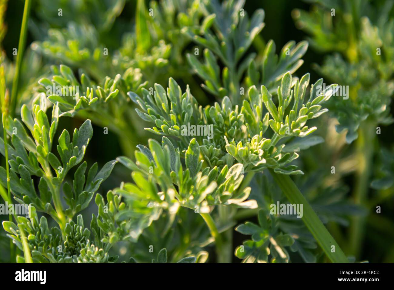 Silver green Wormwood leaves background. Artemisia absinthium, absinthe ...