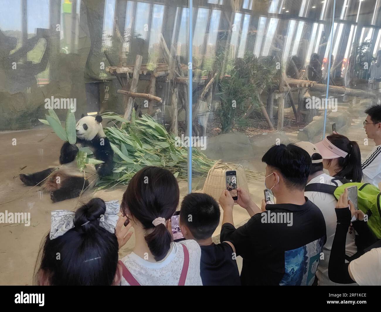 Giant pandas enjoy food in an air-conditioned room at Chengdu Research ...