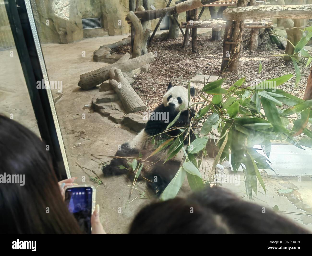 Giant pandas enjoy food in an air-conditioned room at Chengdu Research ...