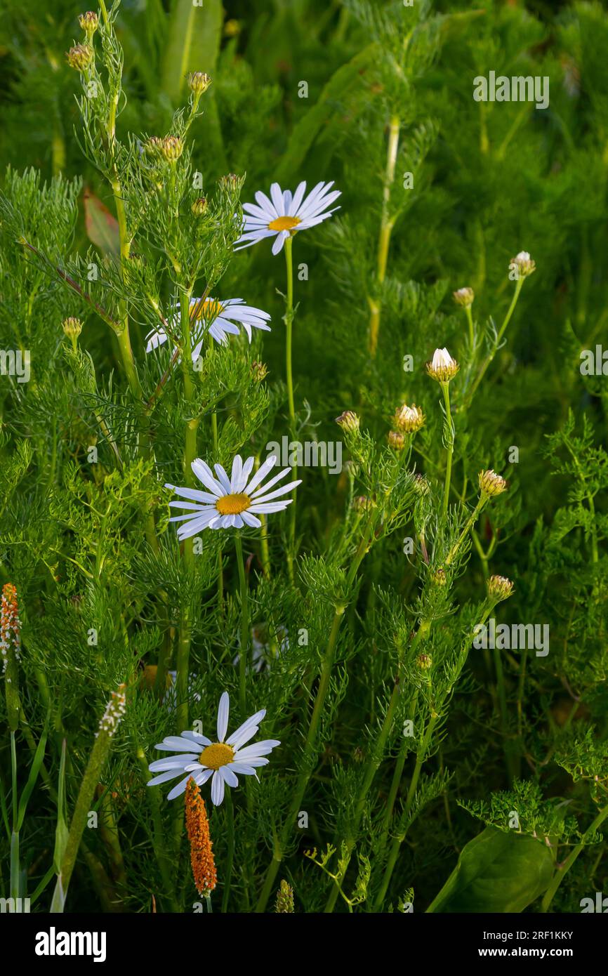 Flesh Flies belong to the family Sarcophagidae. Tripleurospermum ...