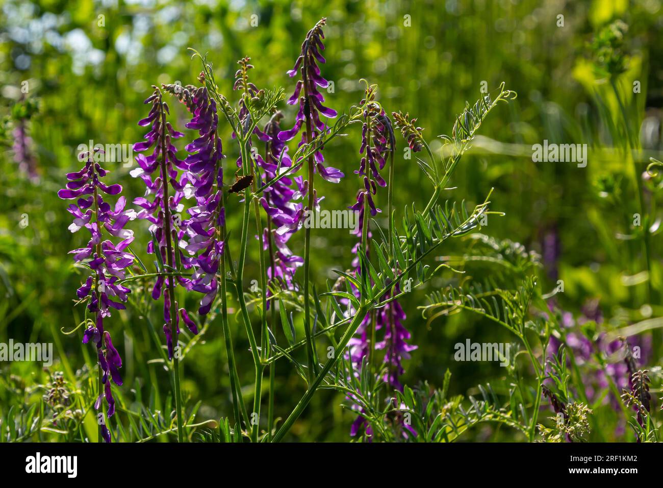 Vetch, vicia cracca valuable honey plant, fodder, and medicinal plant ...