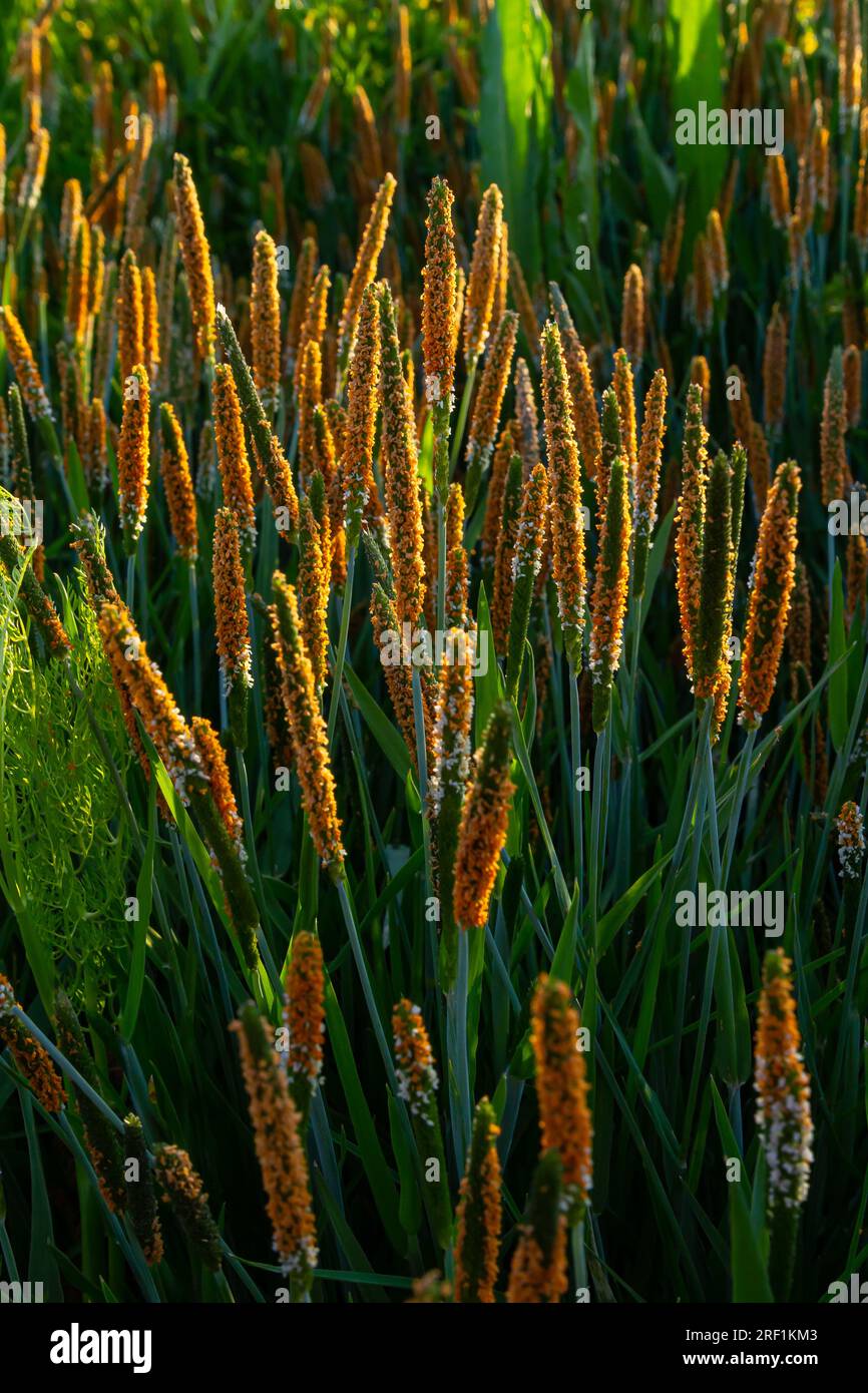 Foxtail plant hi-res stock photography and images - Alamy