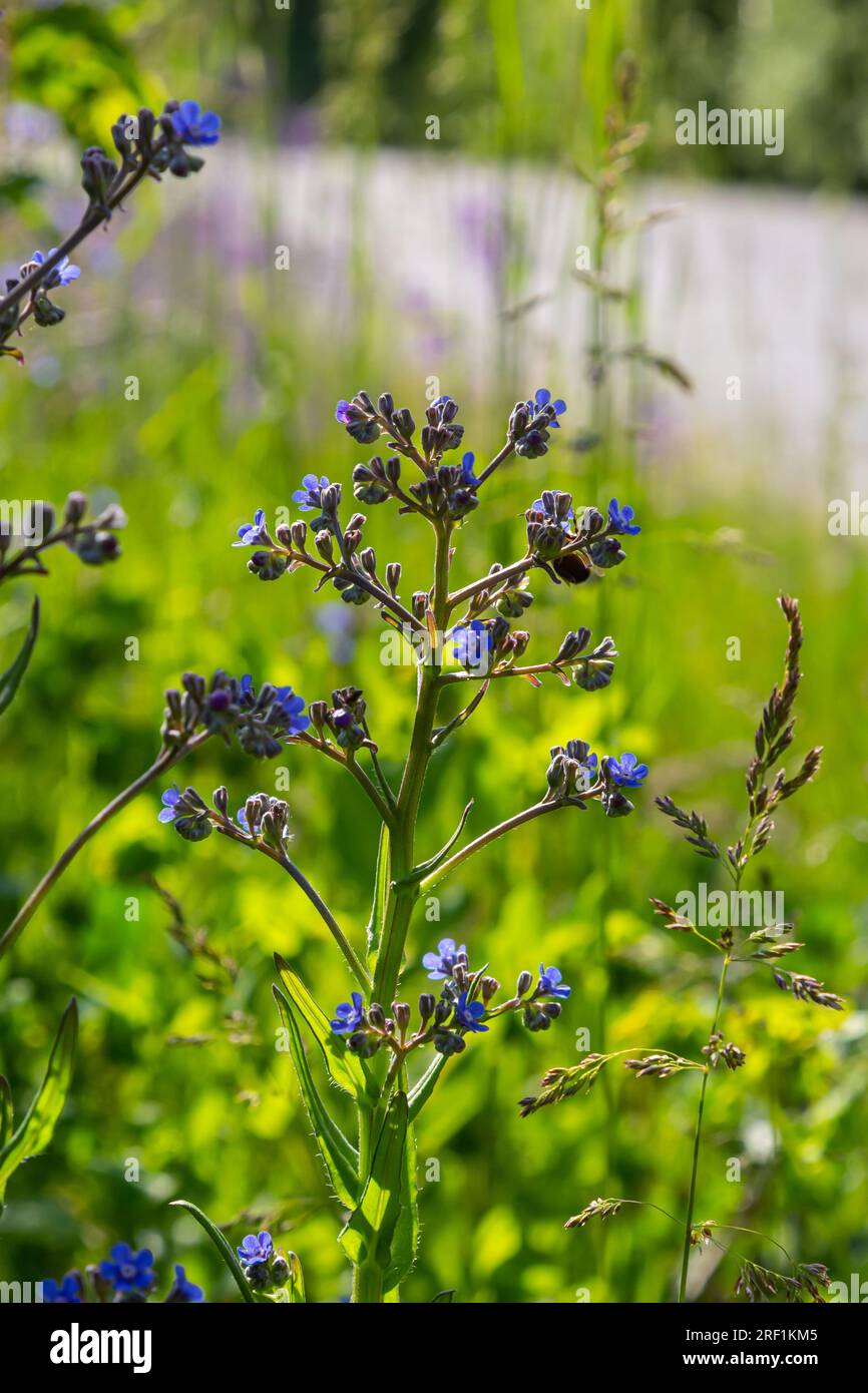 Anchusa officinalis, Alkanet, Common bugloss. Summer, dawn. Dew drops ...