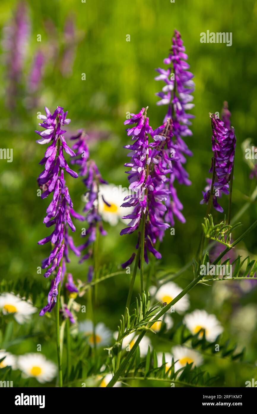 Vetch, vicia cracca valuable honey plant, fodder, and medicinal plant ...