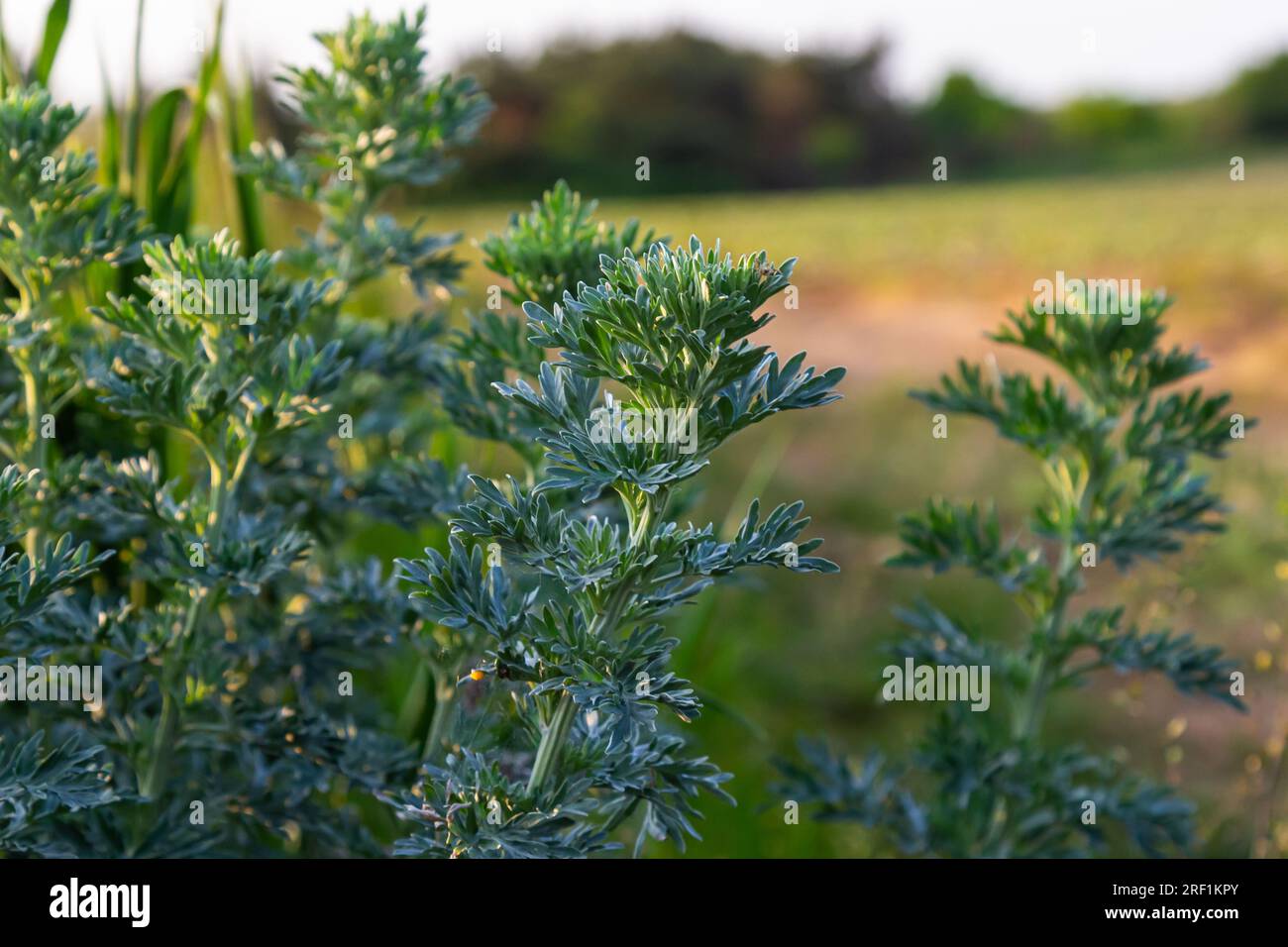 Silver green Wormwood leaves background. Artemisia absinthium, absinthe ...