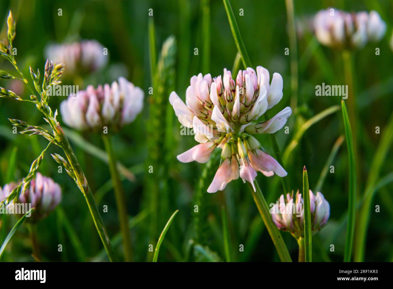 White clover flowers. Fabaceae perennial plants. April-July is the ...