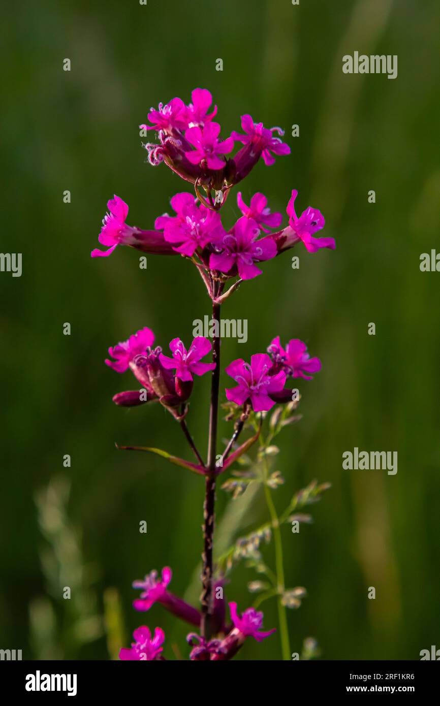 Silene viscaria, Viscaria vulgaris, Caryophyllaceae. Wild plant shot in ...