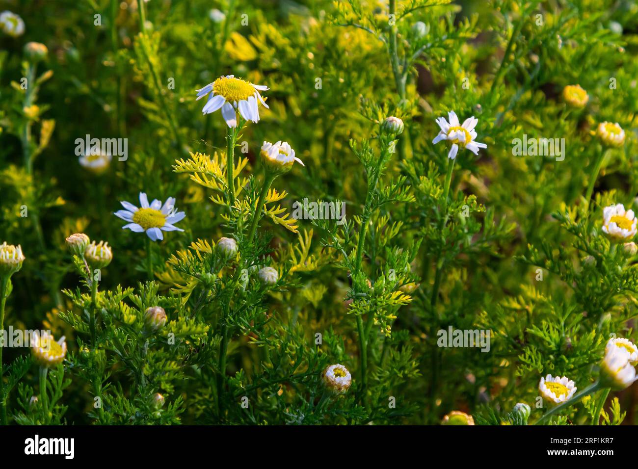 Tripleurospermum inodorum, wild chamomile, mayweed, false chamomile ...