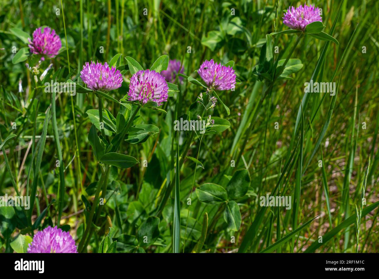 Trifolium pratense, red clover. Collect valuable flowers fn the meadow ...