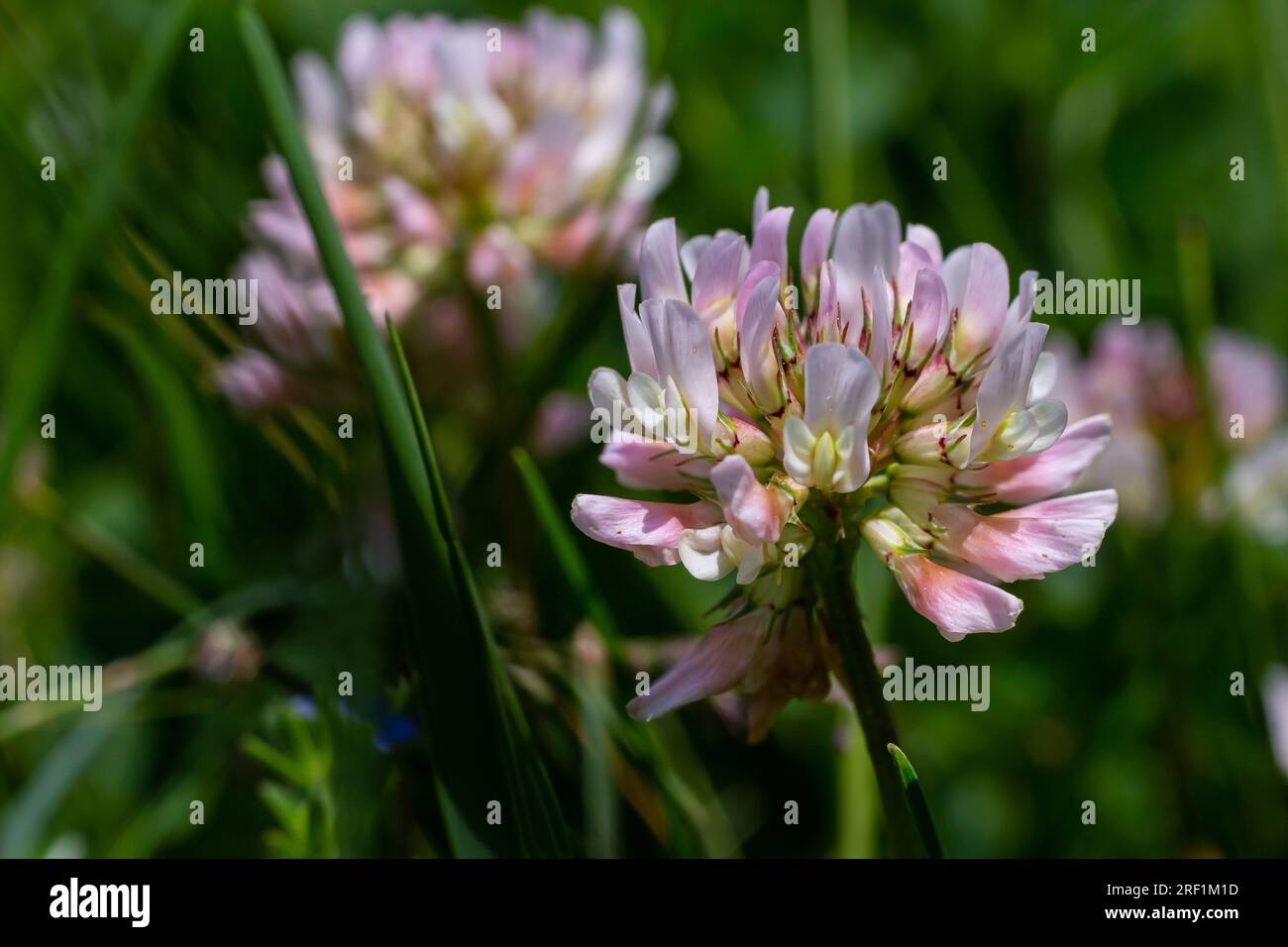 White clover flowers. Fabaceae perennial plants. April-July is the ...