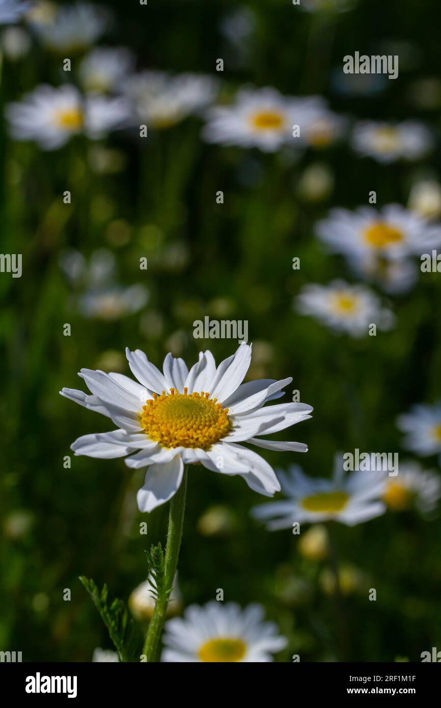 Flesh Flies belong to the family Sarcophagidae. Tripleurospermum ...