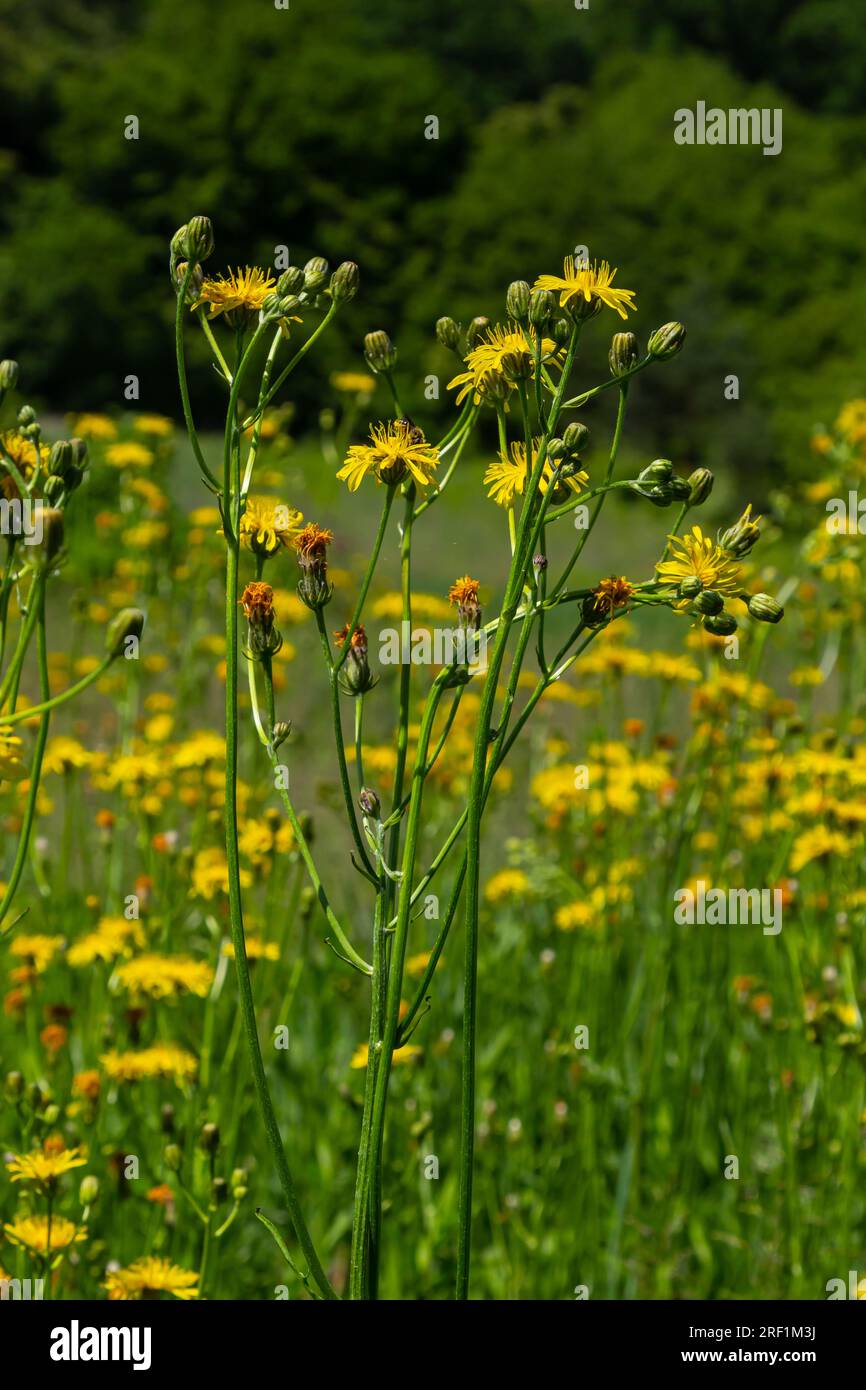 Tall hawkweed hi-res stock photography and images - Alamy