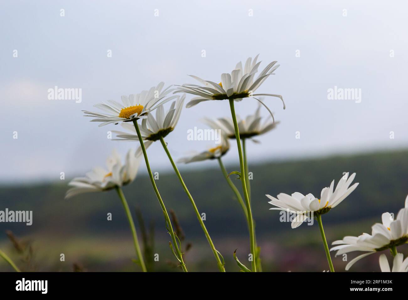 Wild daisy flowers growing on meadow, white chamomiles. Oxeye daisy ...