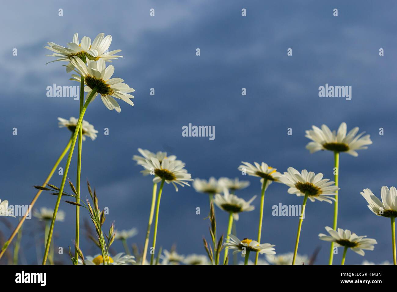 Wild daisy flowers growing on meadow, white chamomiles. Oxeye daisy ...