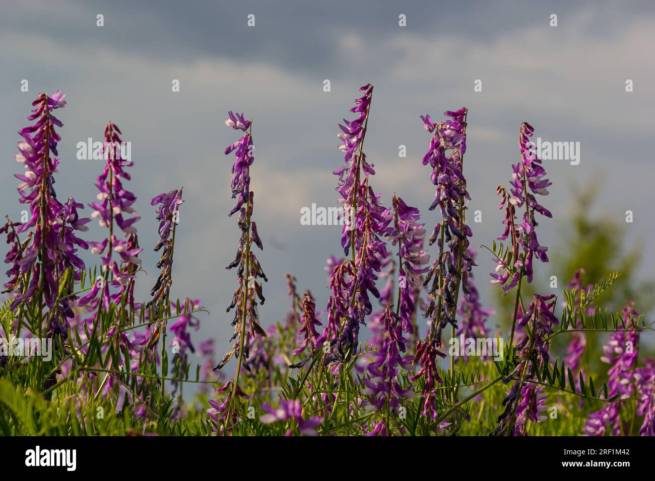 Vetch, vicia cracca valuable honey plant, fodder, and medicinal plant ...