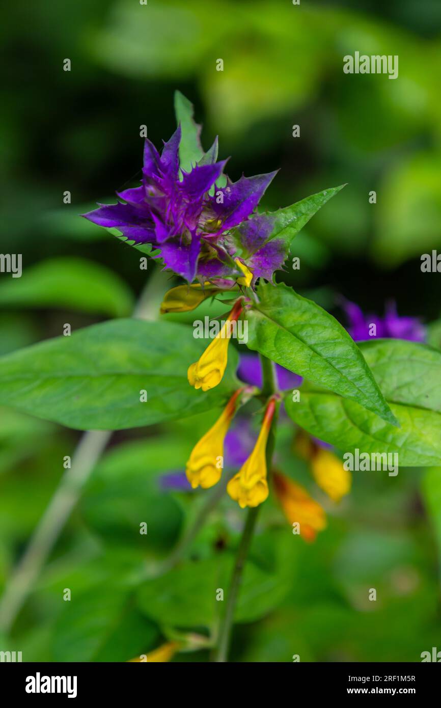 Melampyrum flower, Melampyrum nemorosum. Bumblebee on flower. Concept ...
