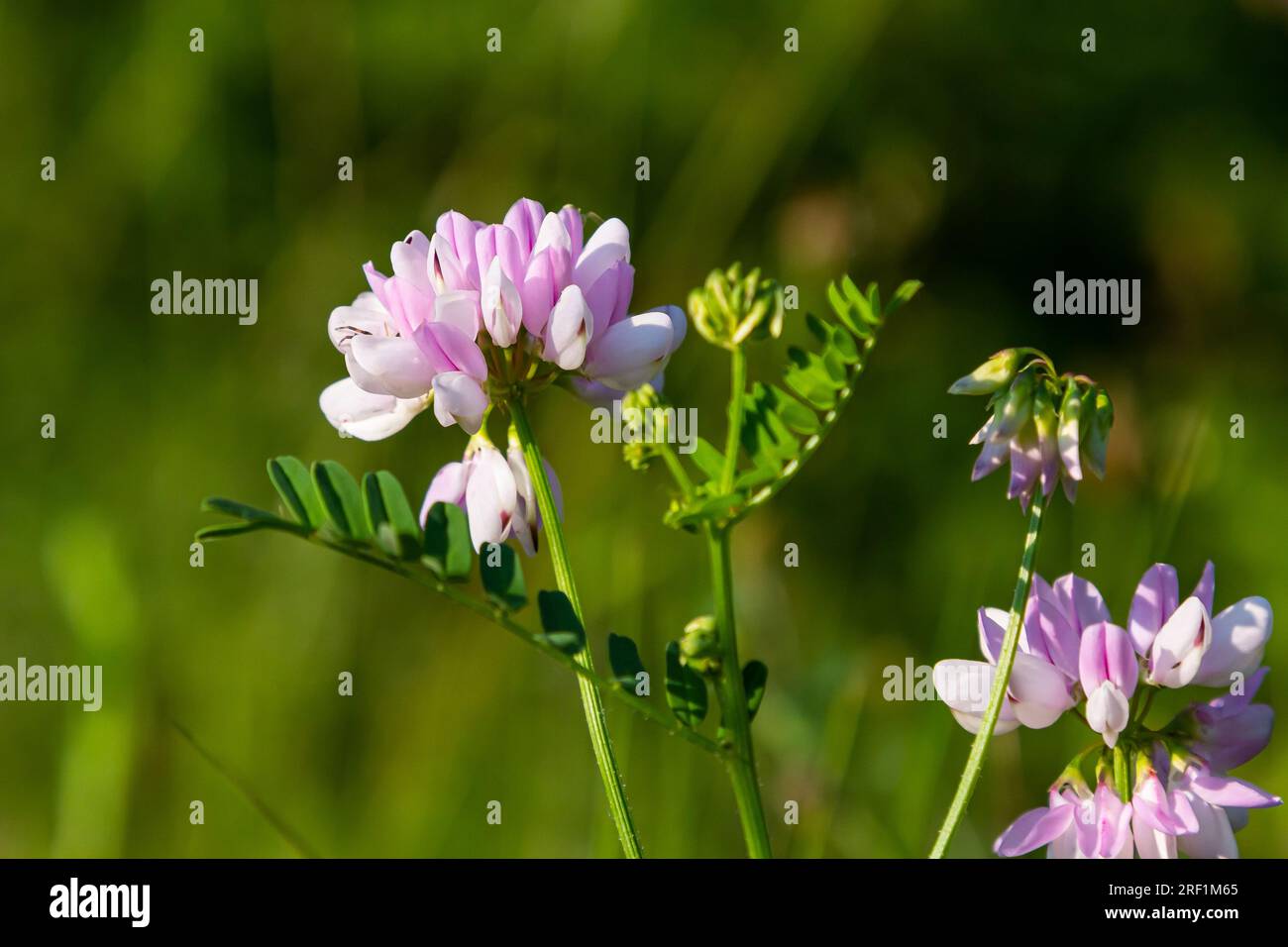Purple crown vetch hi-res stock photography and images - Alamy