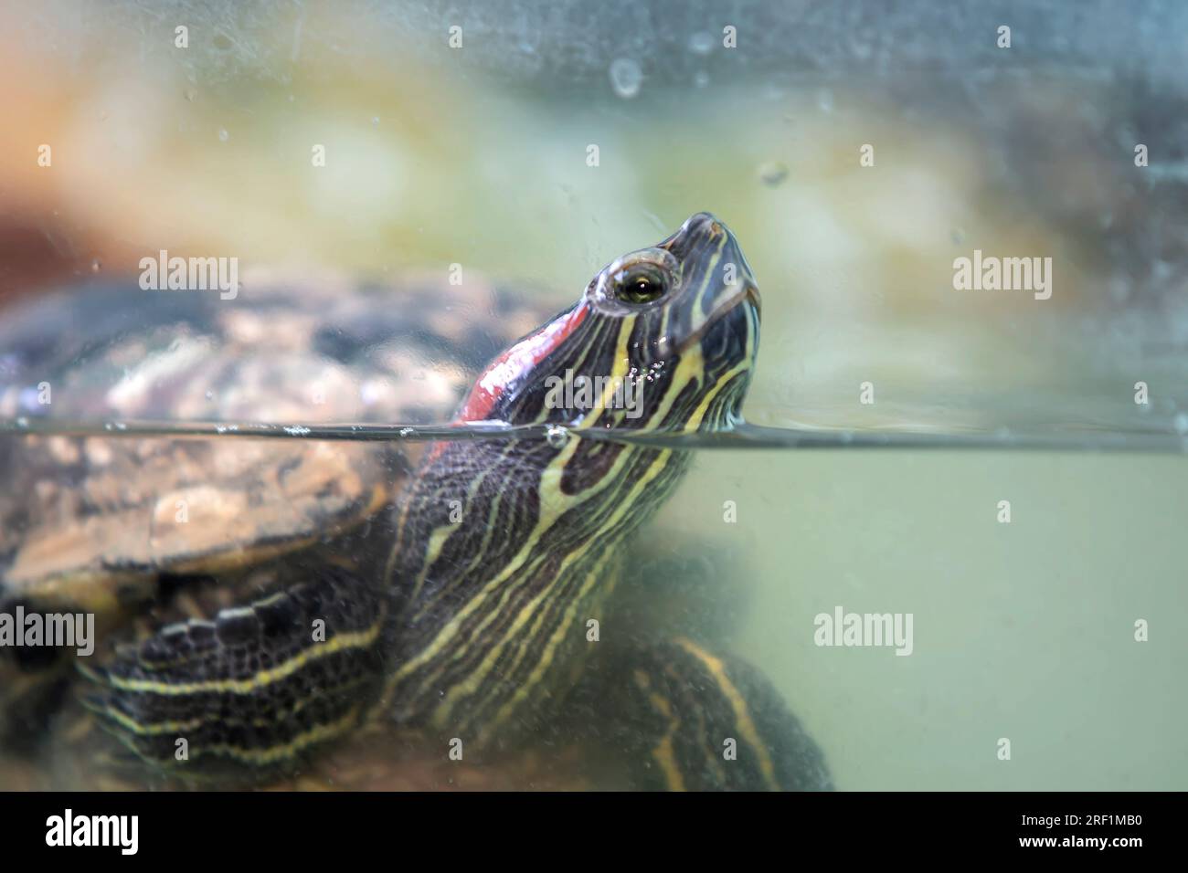 Indoor turtle in an aquarium hi-res stock photography and images - Alamy