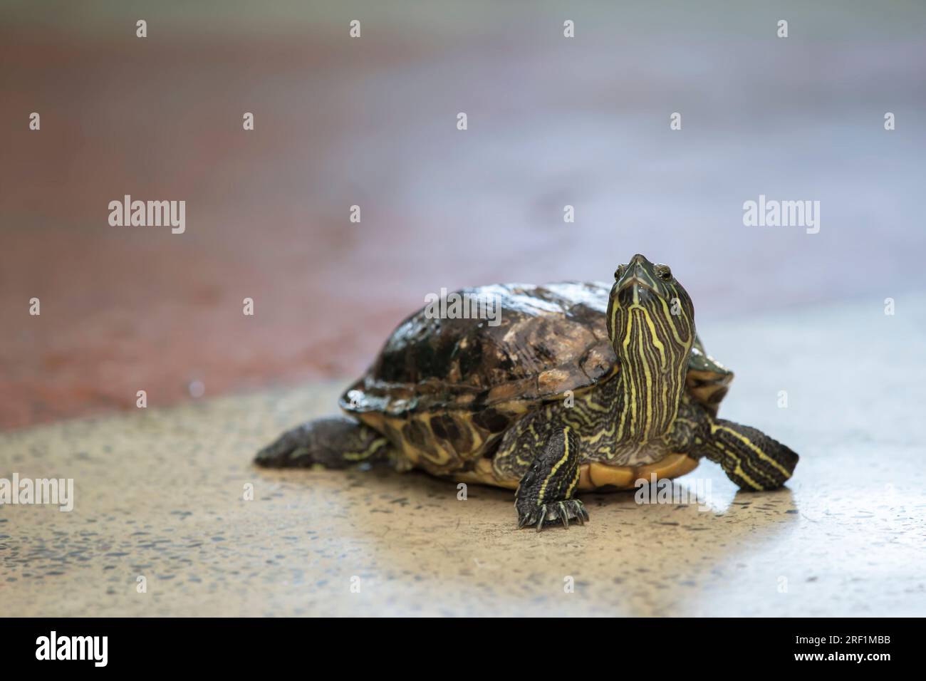 A red-eared turtle looking at the camera Stock Photo - Alamy