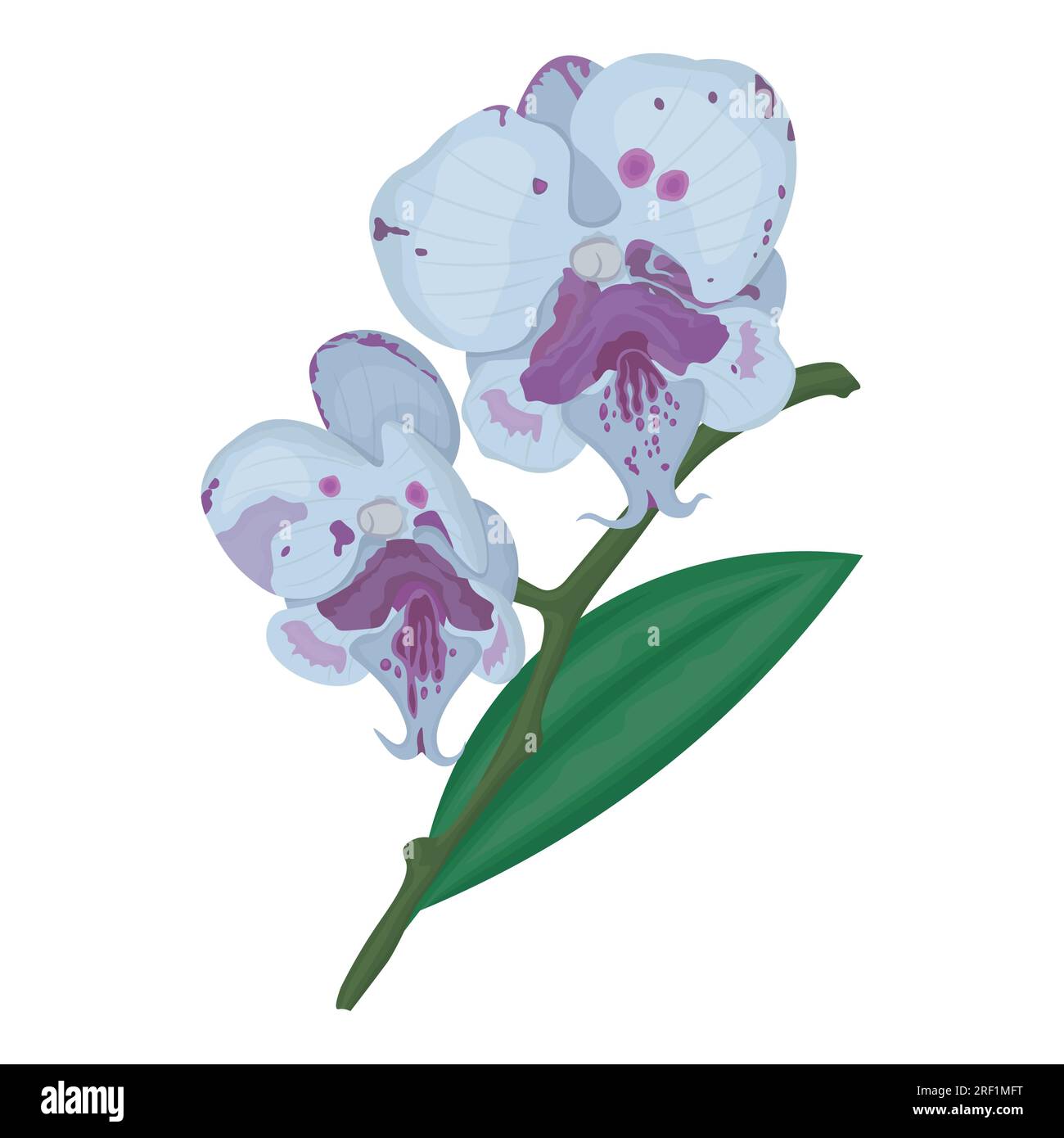 Abstract orchid image Stock Vector Images - Alamy