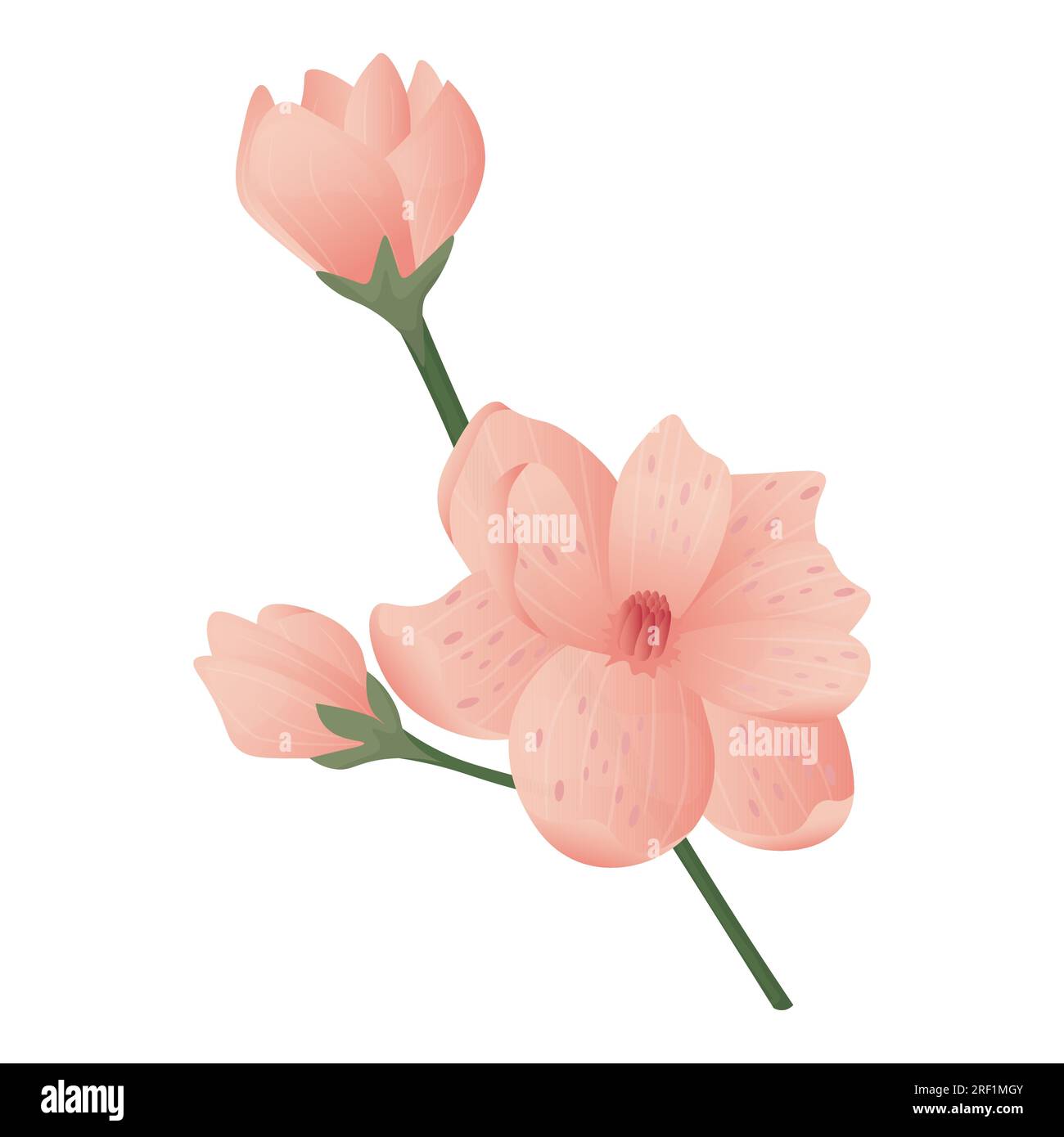 Pink spring sakura flower Stock Vector Images - Alamy
