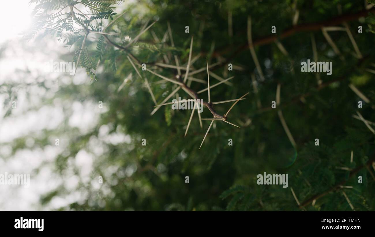 Acacia spikes hi-res stock photography and images - Alamy
