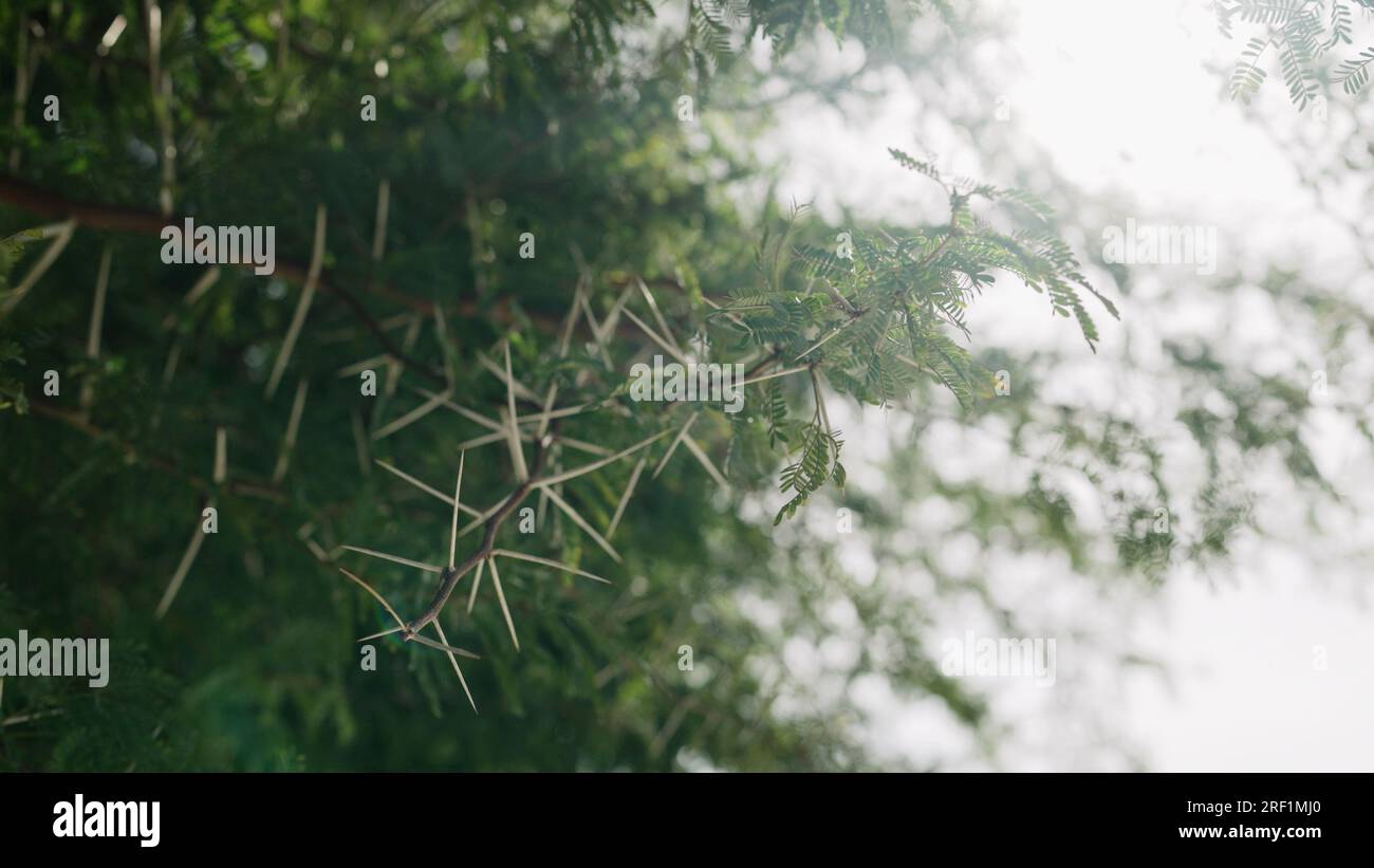 Lens flare spikes hi-res stock photography and images - Alamy