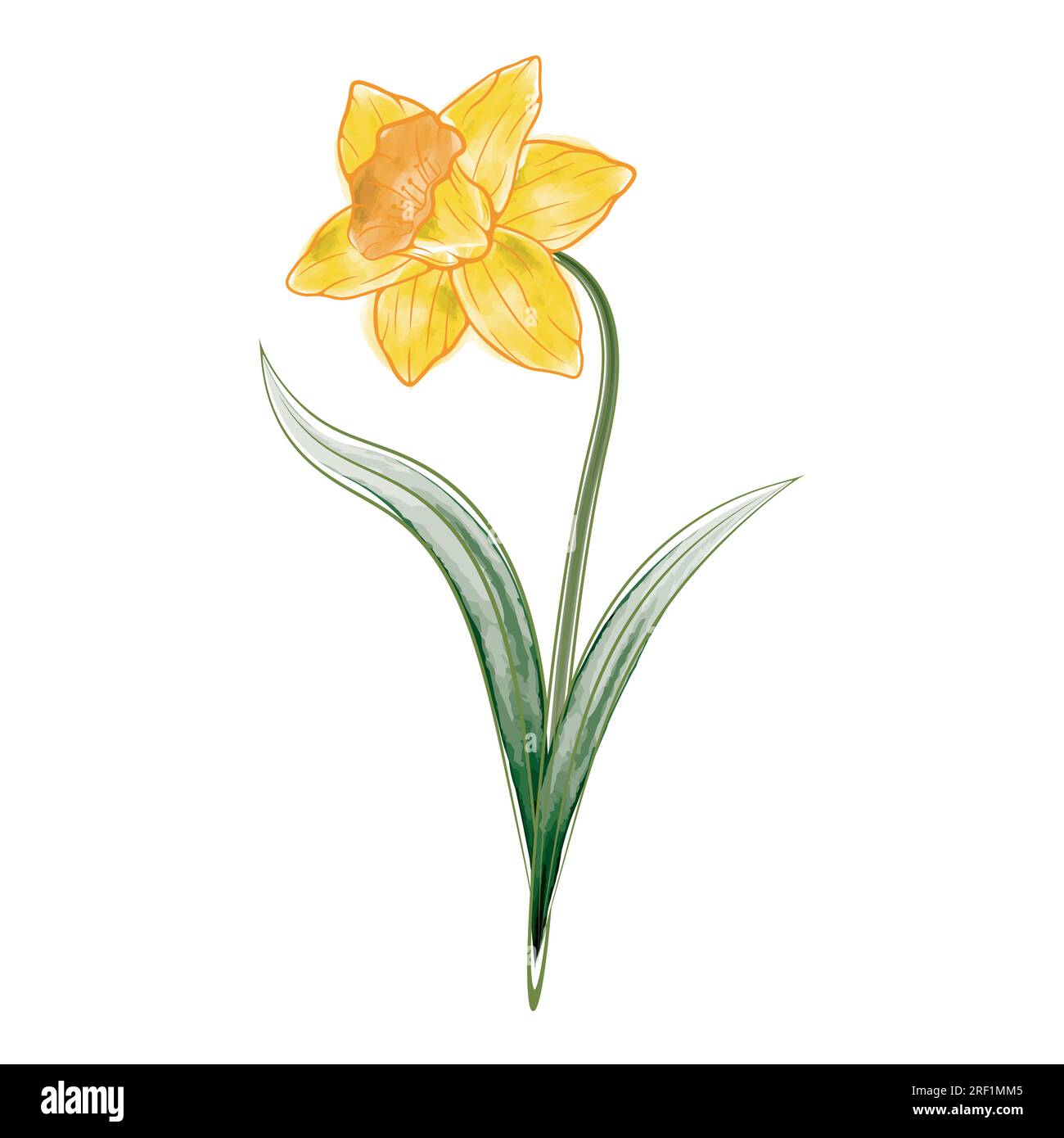 Narcissus watercolor flower illustration Stock Vector Images - Alamy