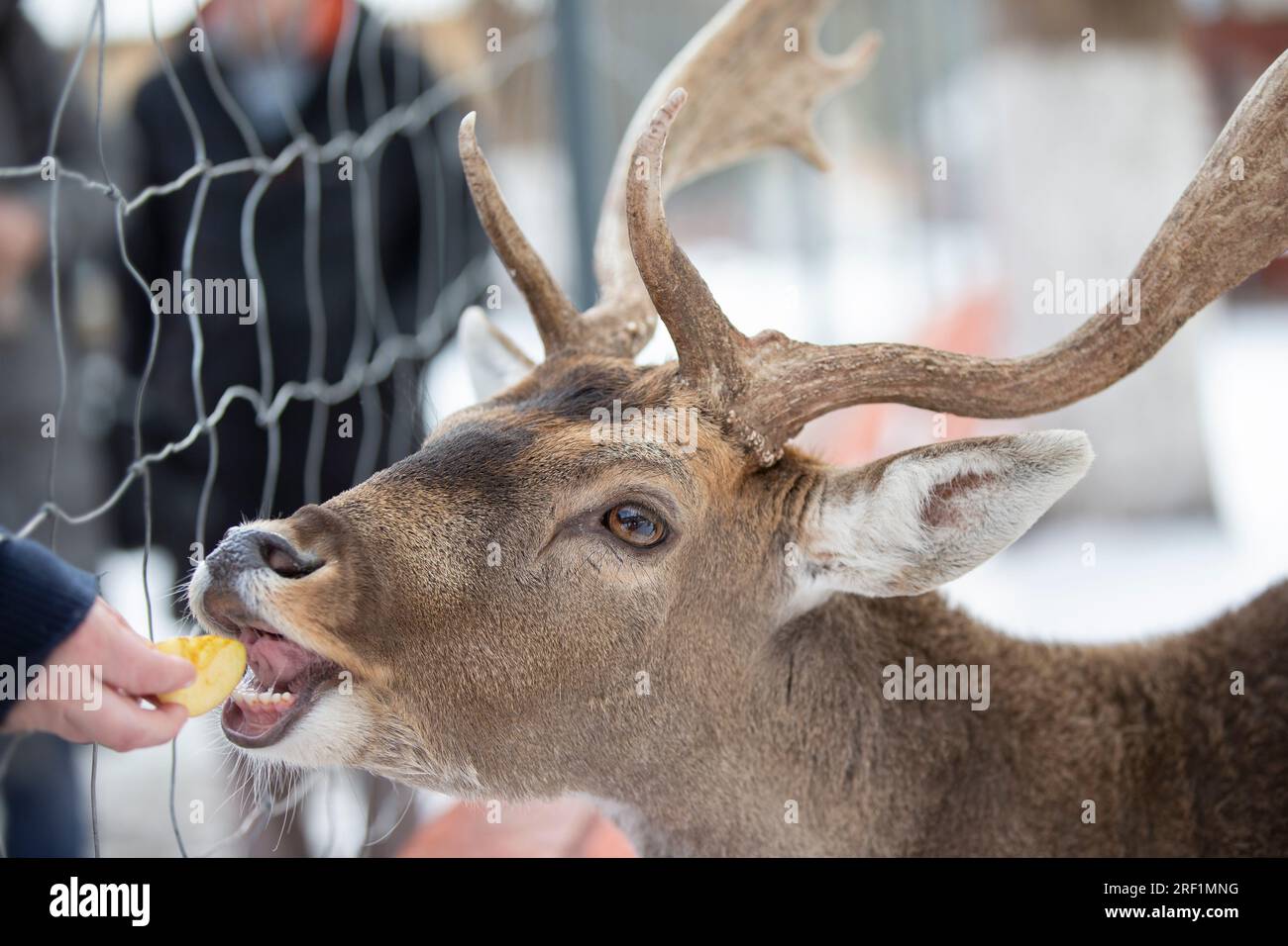 The muzzle of a deer with antlers behind the netting of an aviary close ...
