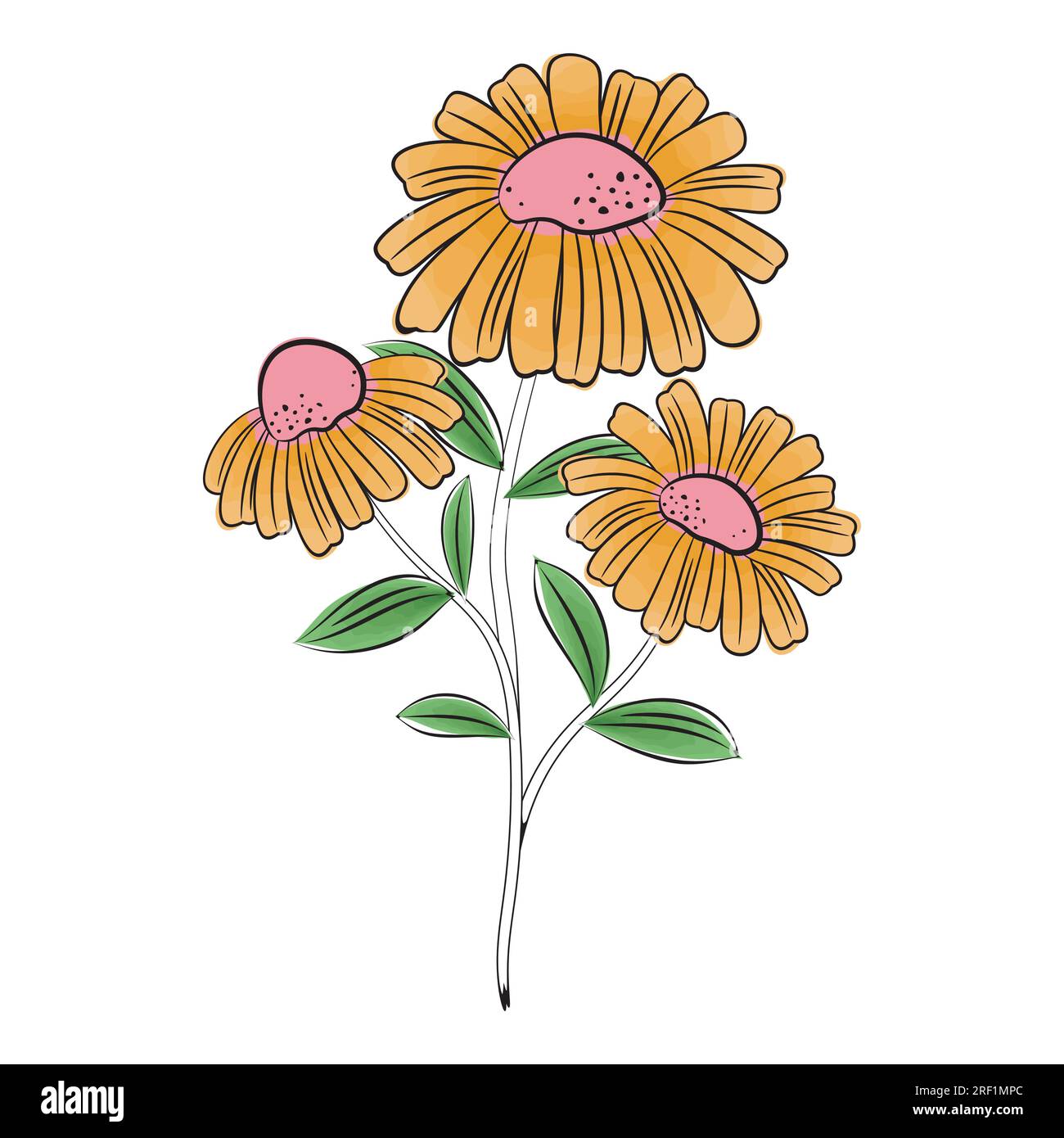 Chamomile plant color line Cut Out Stock Images & Pictures - Alamy