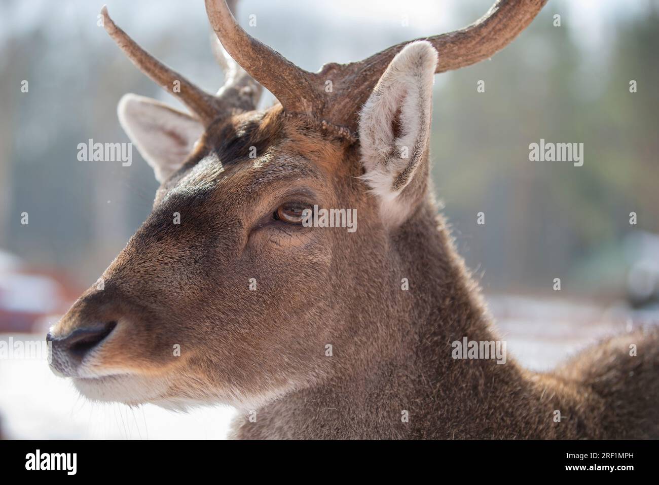 Deer muzzle close up Stock Photo - Alamy
