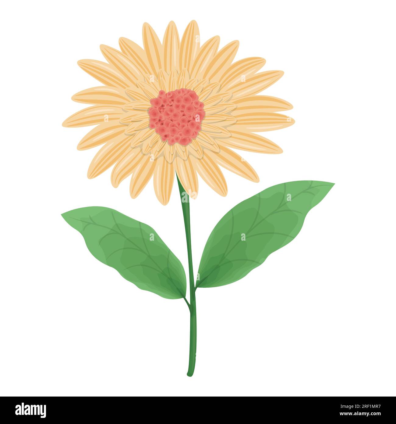 vector image of orange gerbera flower Stock Vector Image & Art - Alamy