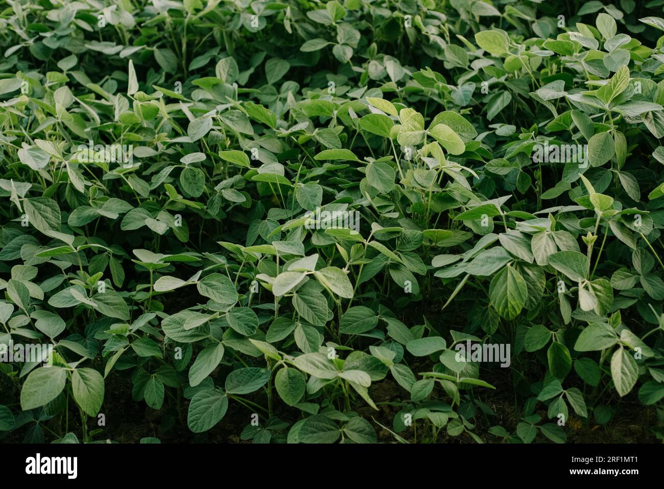 Soybean field. Green plants general plan nature agriculture. Organic ...