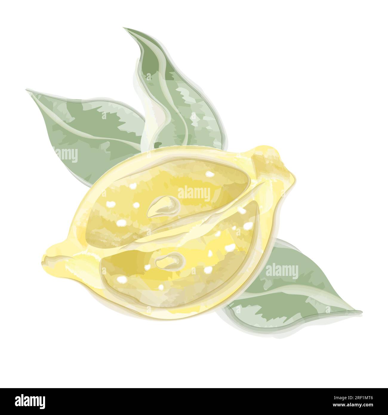 lemon cut vector watercolor Stock Vector Image & Art - Alamy