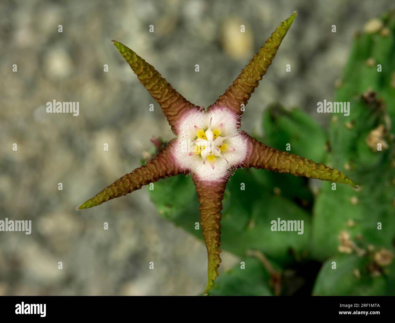 Stapelia flavopurpurea Origin: Farm Aar near Aus, Namibia Stock Photo ...