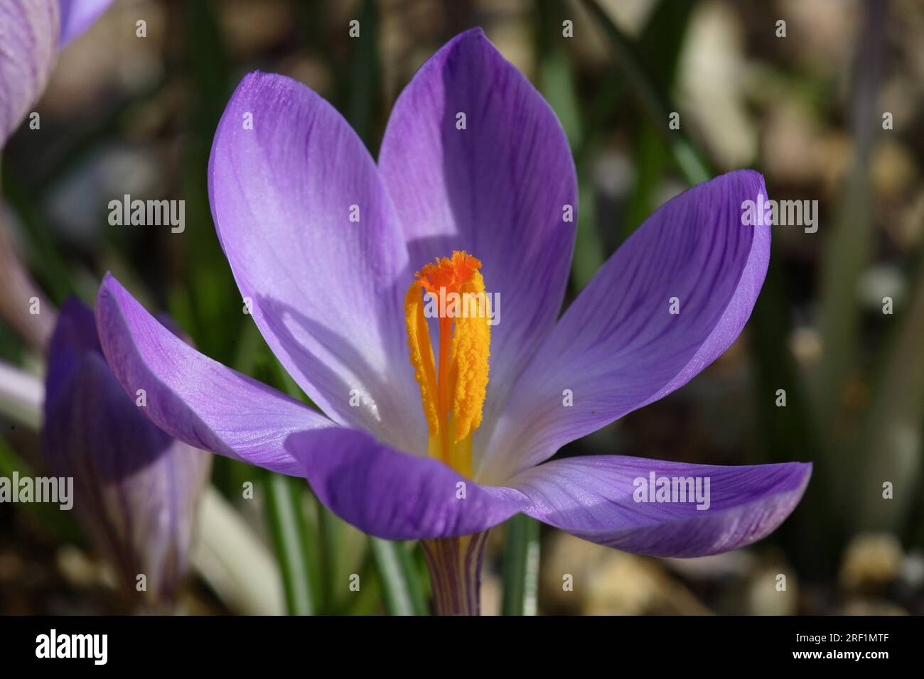 Saffron white hi-res stock photography and images - Alamy