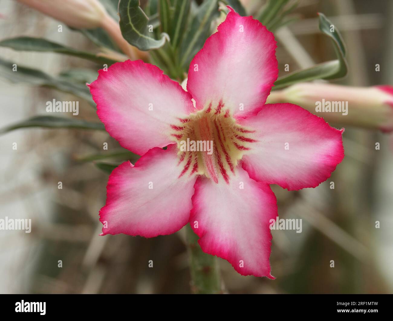 Adenium somalense hi-res stock photography and images - Alamy