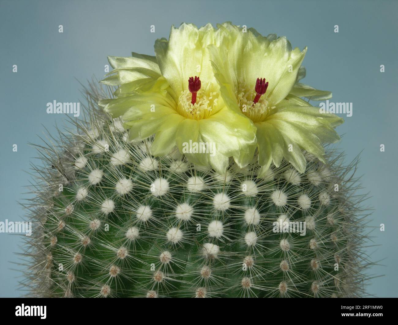Parodia notocactus hi-res stock photography and images - Alamy