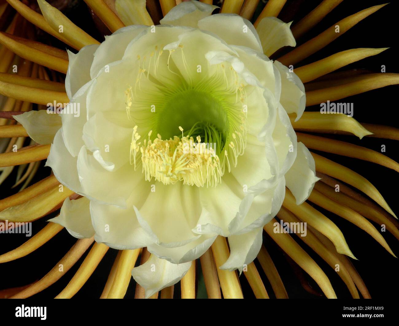 Selenicereus grandiflorus hi-res stock photography and images - Alamy