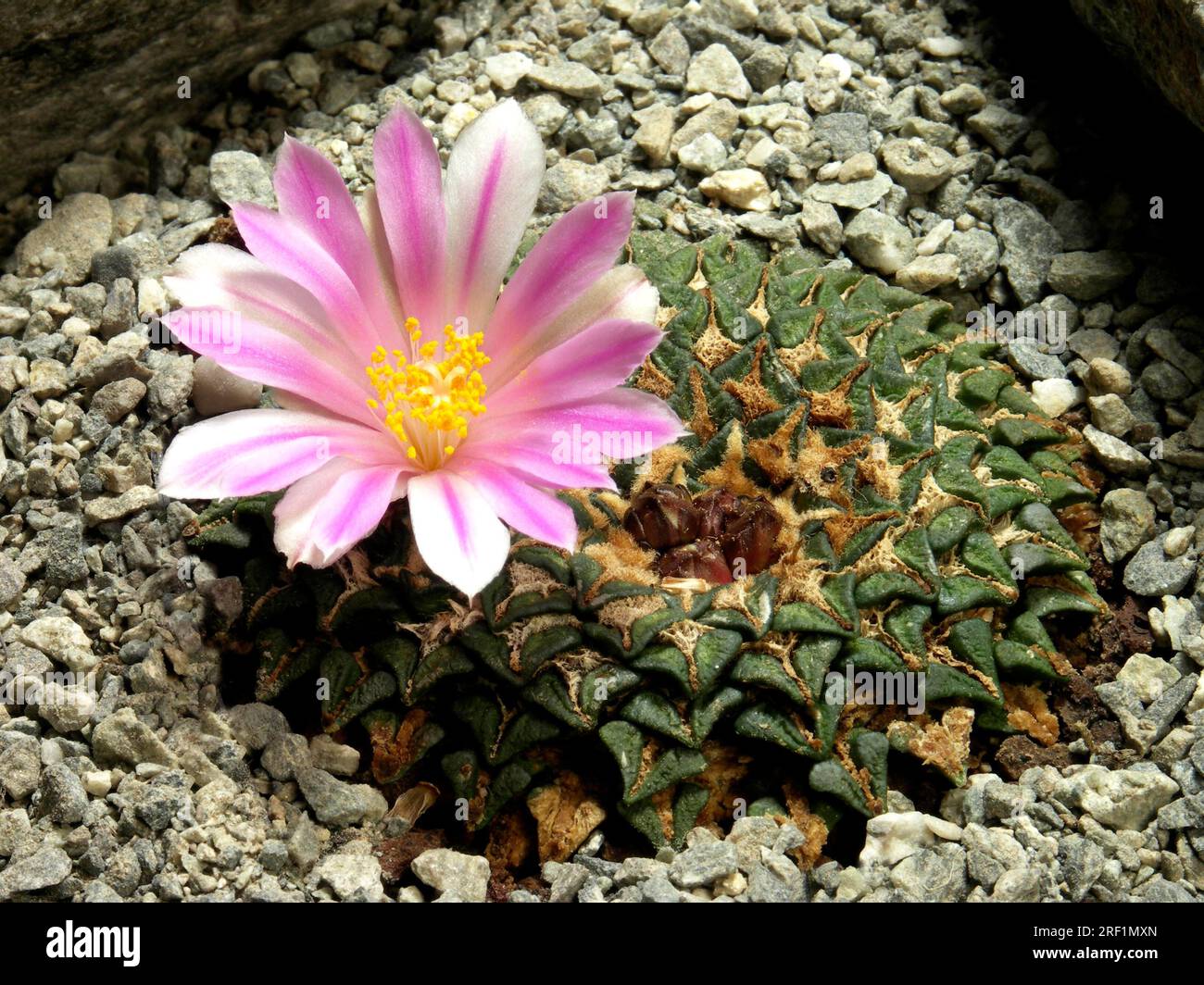 Ariocarpus kotschoubeyanus hi-res stock photography and images - Alamy